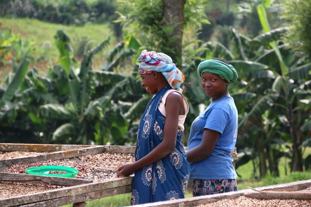 What is the First, Second and Third Coffee Wave? :: Green Plantation