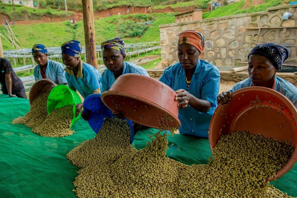 The history of coffee: Rwanda, peace through coffee sales :: Green ...