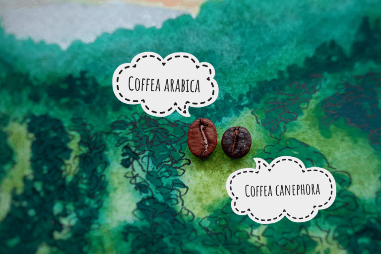 Arábica frente a robusta. ¿Cuál es la diferencia? :: Green Plantation