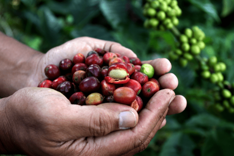 Por qué el café es amargo y cómo influir en su amargor :: Green Plantation