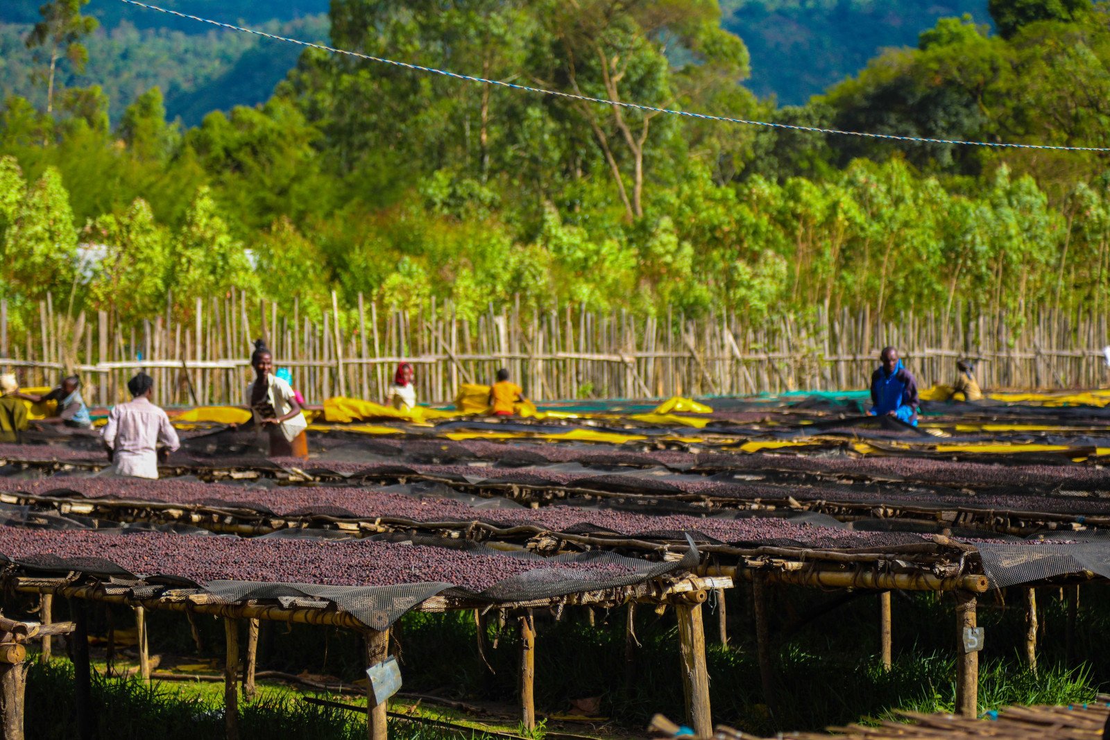 Ethiopian coffee tree varieties: JARC Vs. Heirloom :: Green Plantation